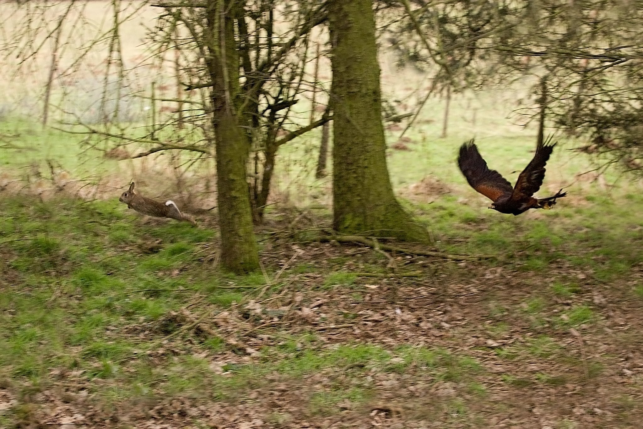 Pip, my Female Harris Hawk... – Ashley Clarke