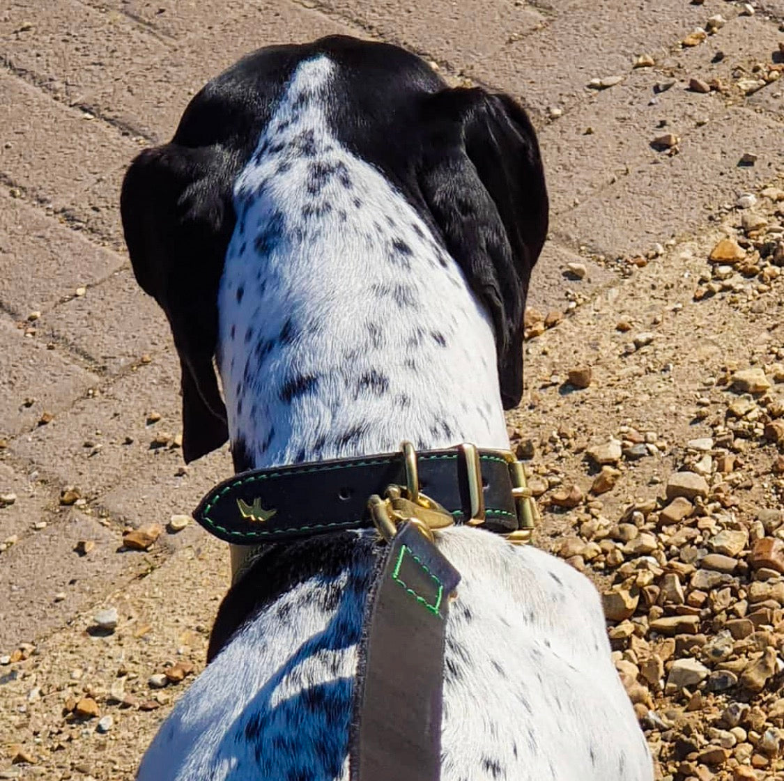 Dogs Wearing our Bespoke Dog Collars – Ashley Clarke