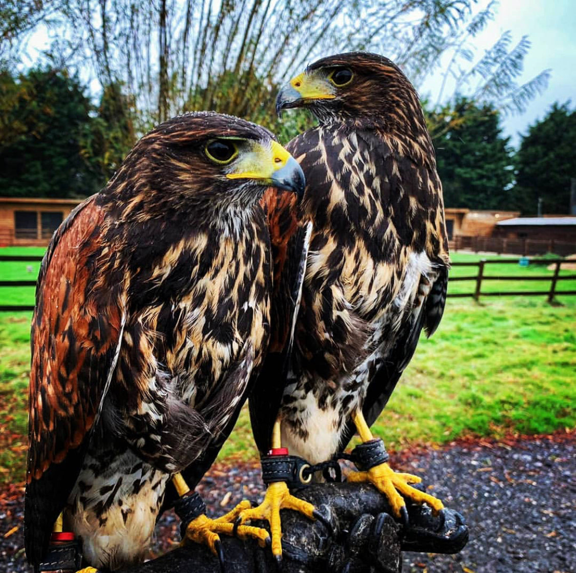 Fantastic Harris Hawks & Bespoke Anklets – Ashley Clarke